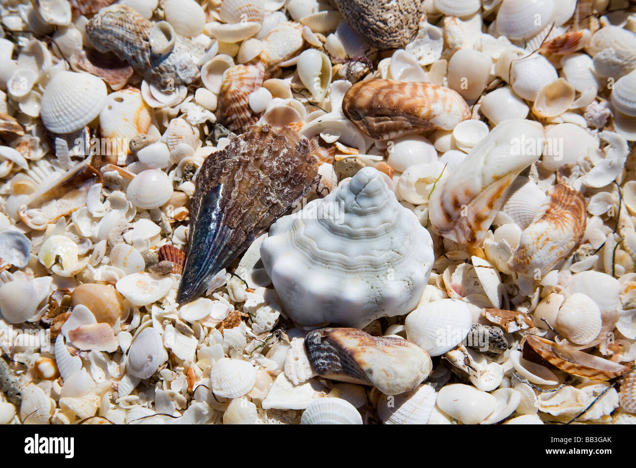North America, Mexico, Yucatan. Shells on the beach near the town of ...