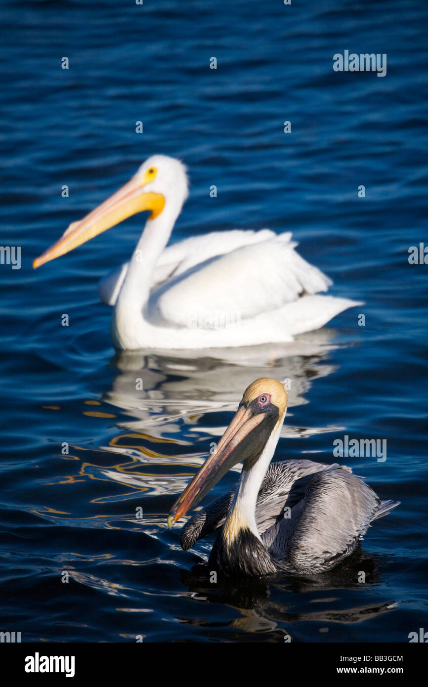 North America, Mexico, Yucatan Stock Photo - Alamy