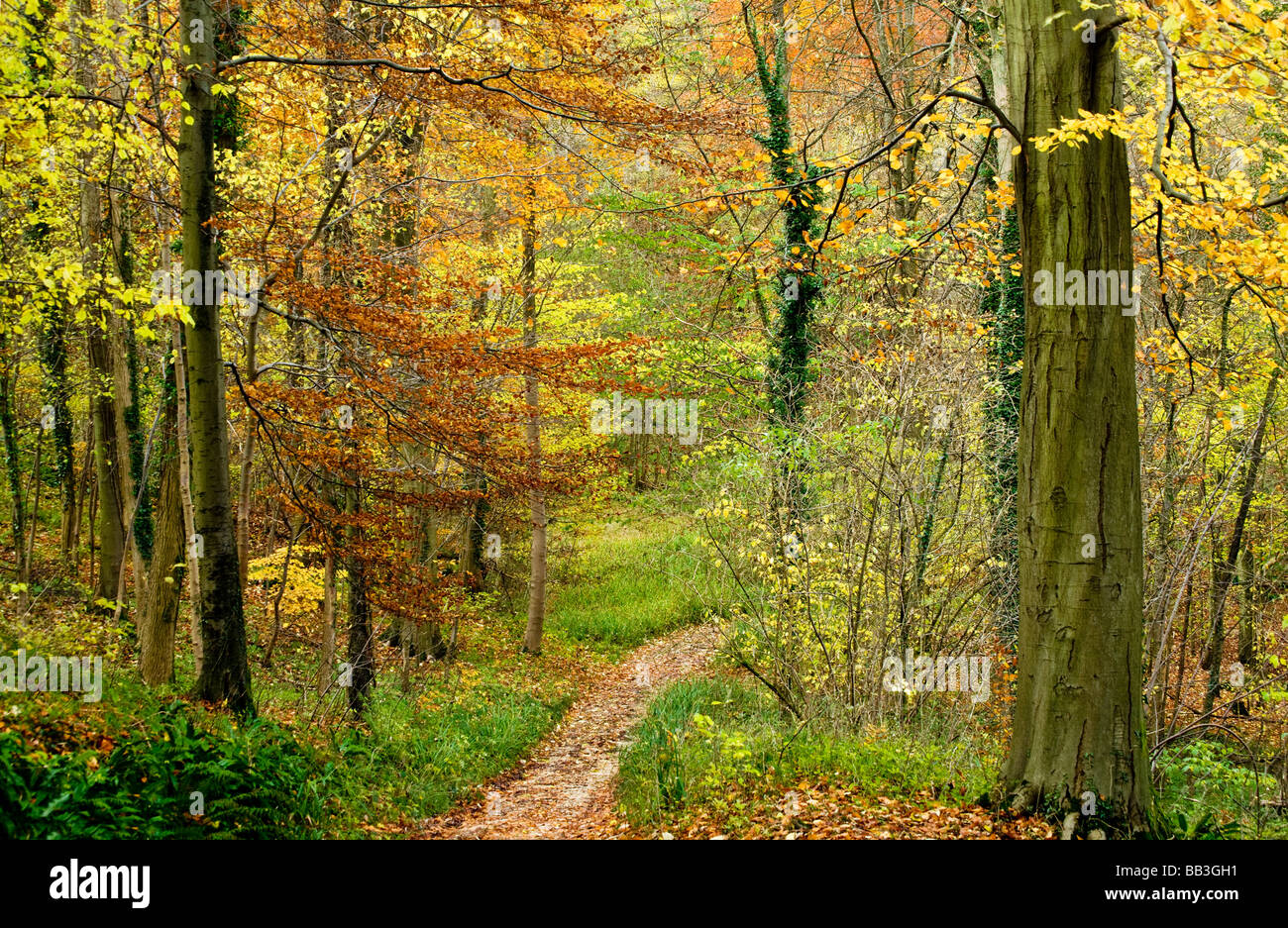 Path through autumn beech woods in Gloucestershire England UK Stock ...