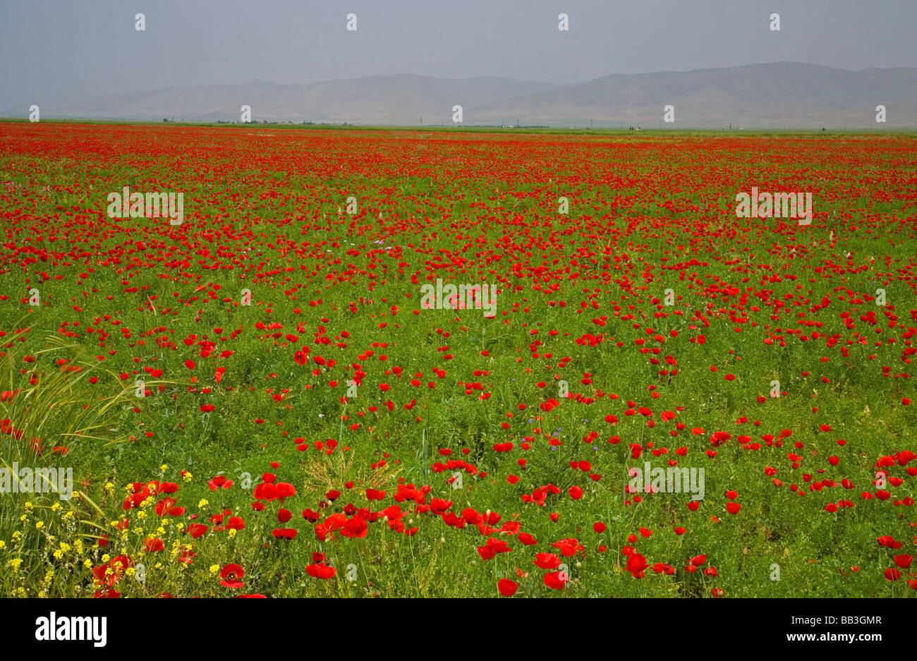 Middle East Turkey With red Poppies in the fields as we head West to ...