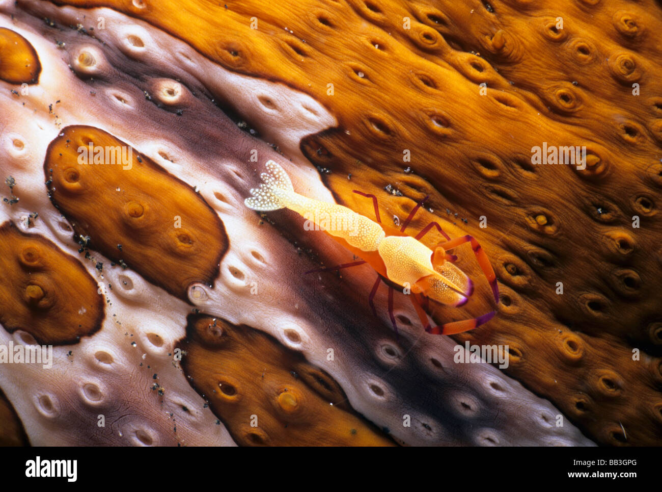 Emperor Shrimp Periclimenes imperator cleans Sea Cucumber Bohadschia ...