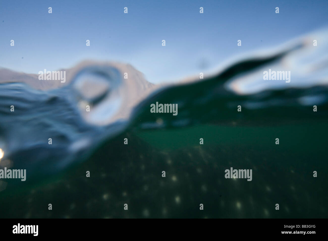 Abstract Whale Shake with wave Stock Photo - Alamy