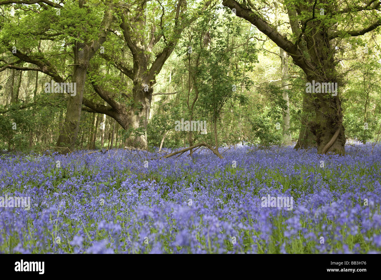 Spring time in the bluebell woods Stock Photo - Alamy