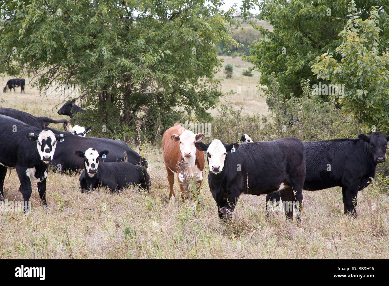 United States, Kansas. Cows on a rural farm Stock Photo - Alamy