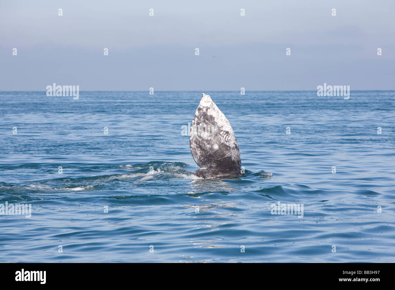 Grey whale tail fin hi-res stock photography and images - Alamy