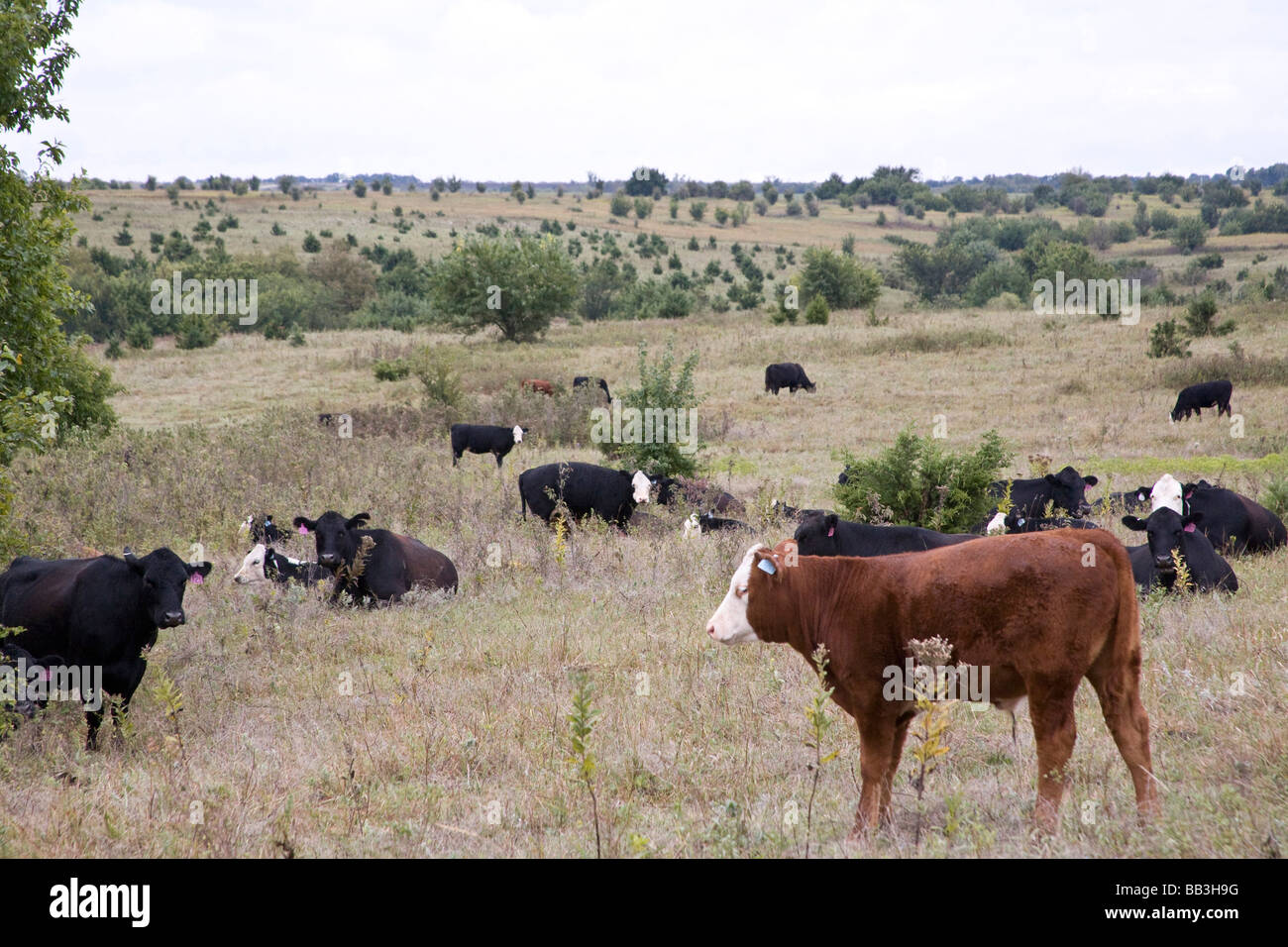 United States, Kansas. A herd of cows on the open range Stock Photo - Alamy