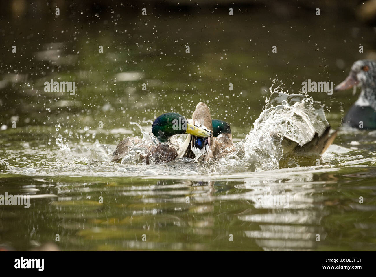 Two mallards fighting in early spring over territory Stock Photo - Alamy