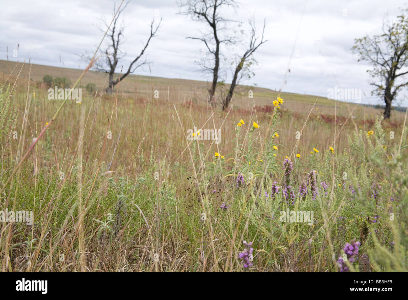United States, Kansas. Flowers bloom in a prairie field Stock Photo - Alamy