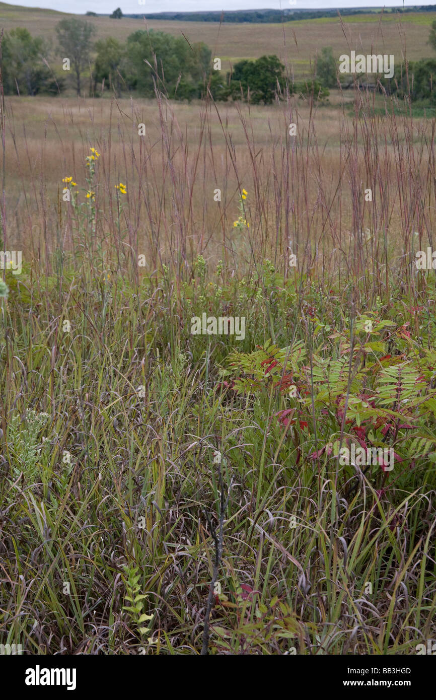 United States, Kansas. The prairie grasses and rolling hills of the ...