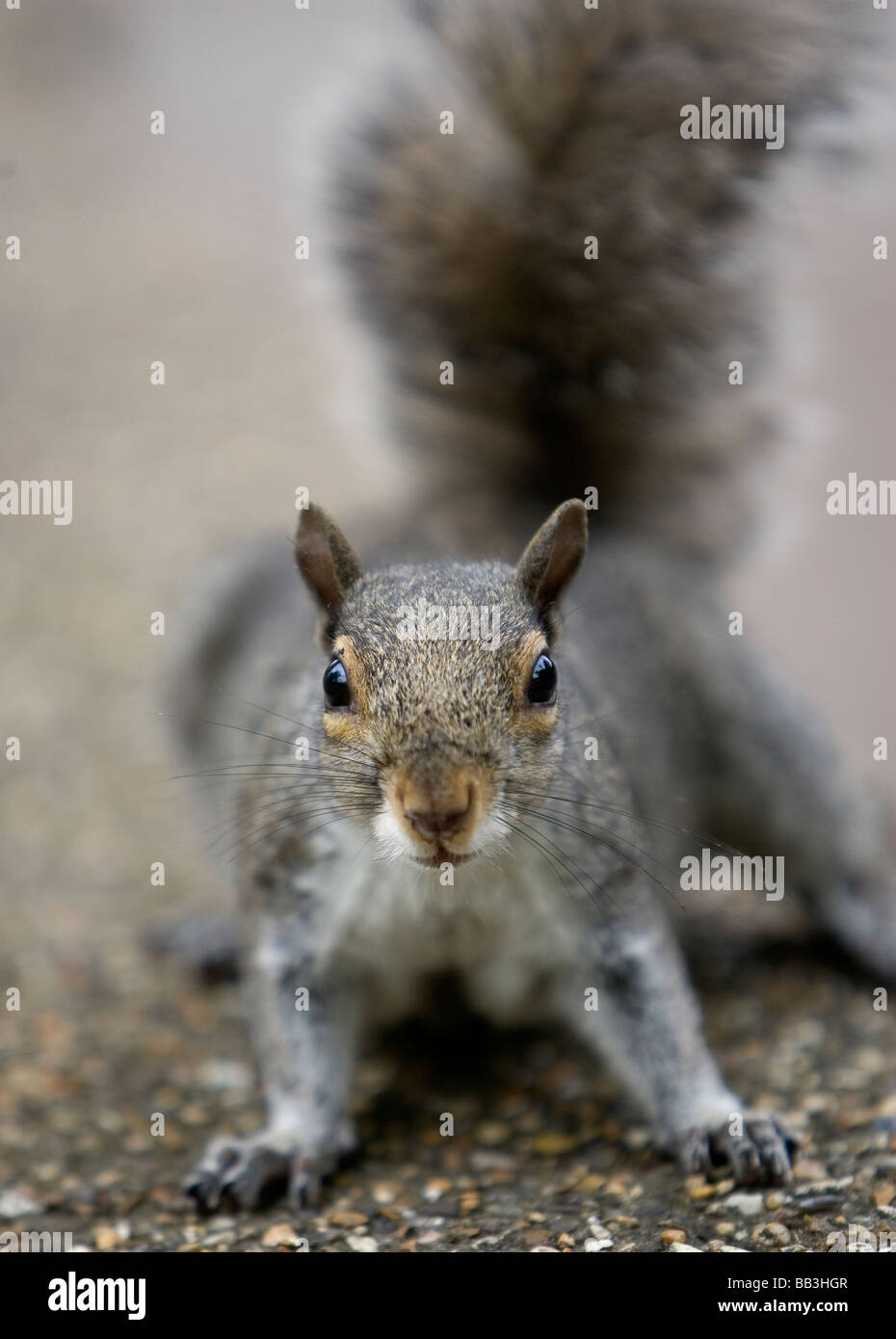 front view of a squirrel,London,UK Stock Photo - Alamy