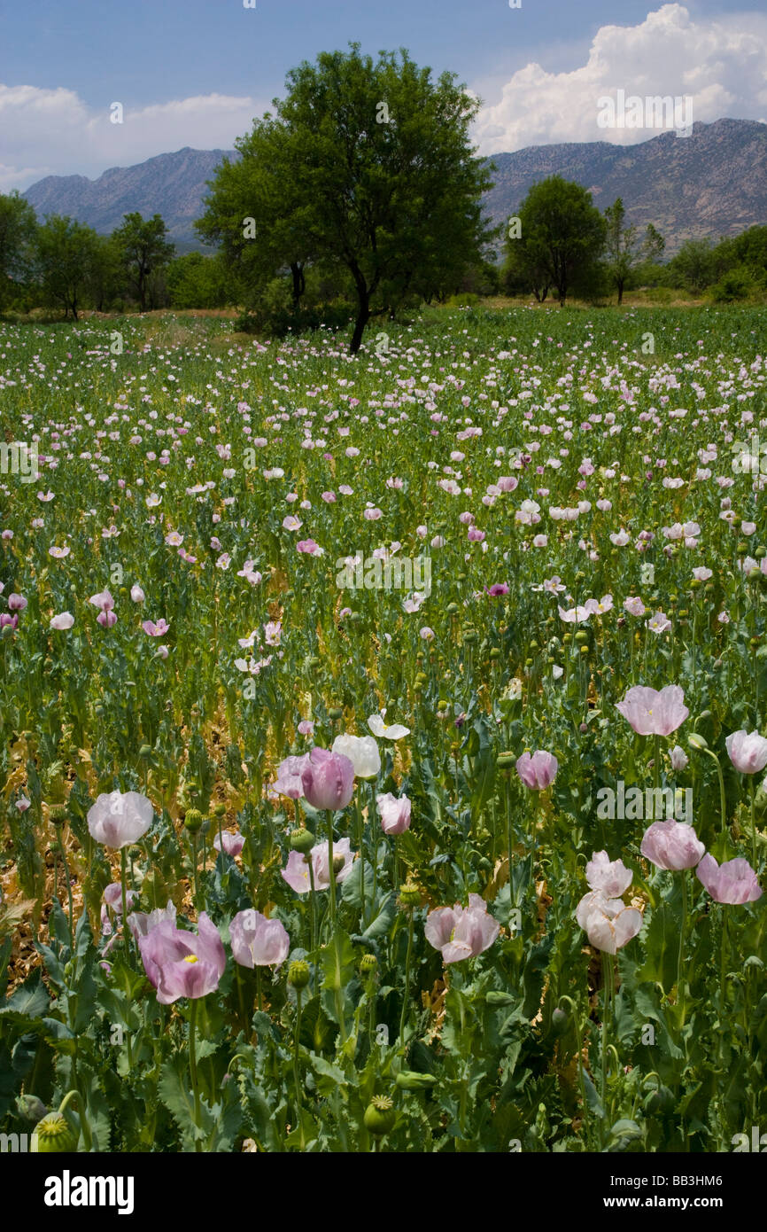 Middle East Turkey Growing Opium Poppies as a crop in South Western ...