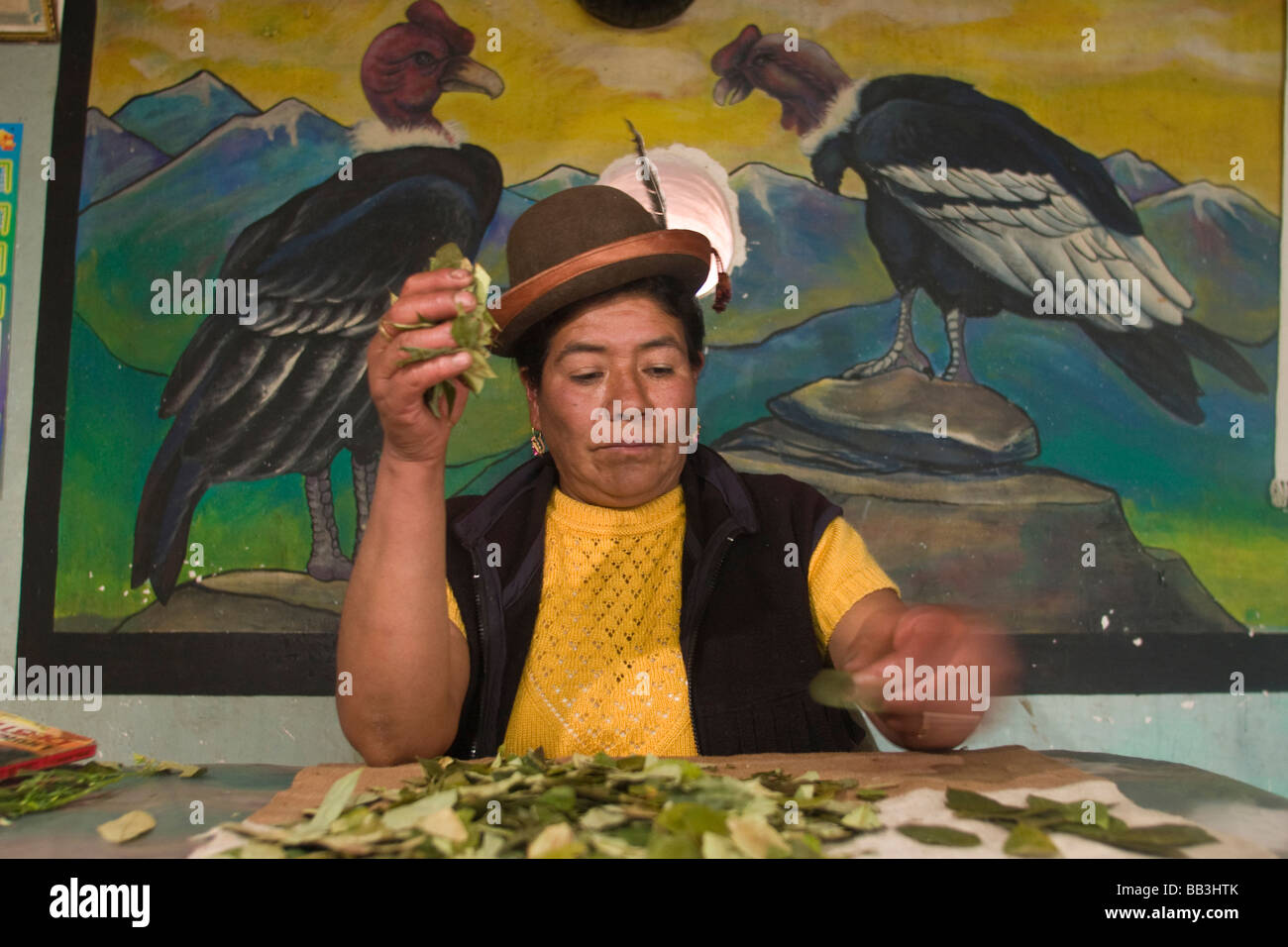 Cocoa leaves peru hi-res stock photography and images - Alamy