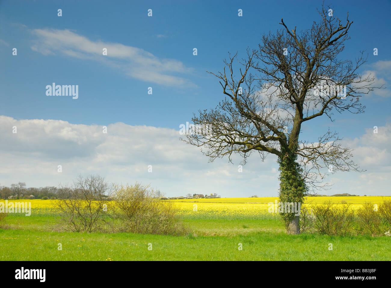 British spring colours Stock Photo - Alamy