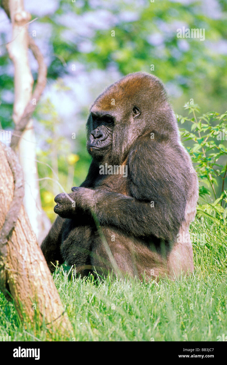 Kentucky america hi-res stock photography and images - Alamy