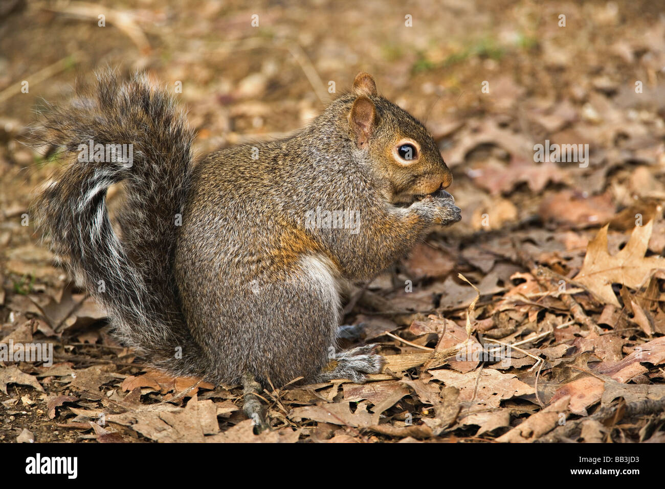 Eastern Gray Squirrel feeding amoung autumn oak leaves, Sciurus ...