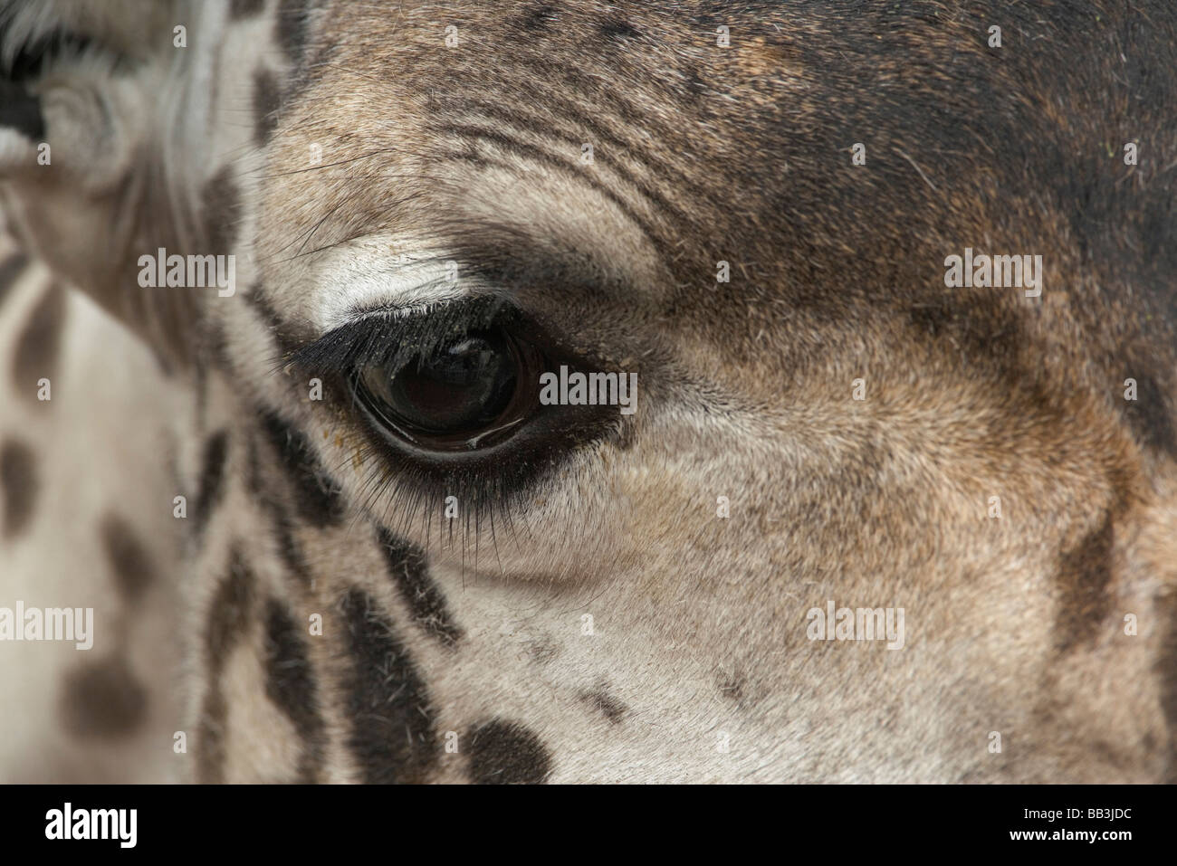 Close-up view of eye and face of Reticulated Giraffe, Giraffa ...
