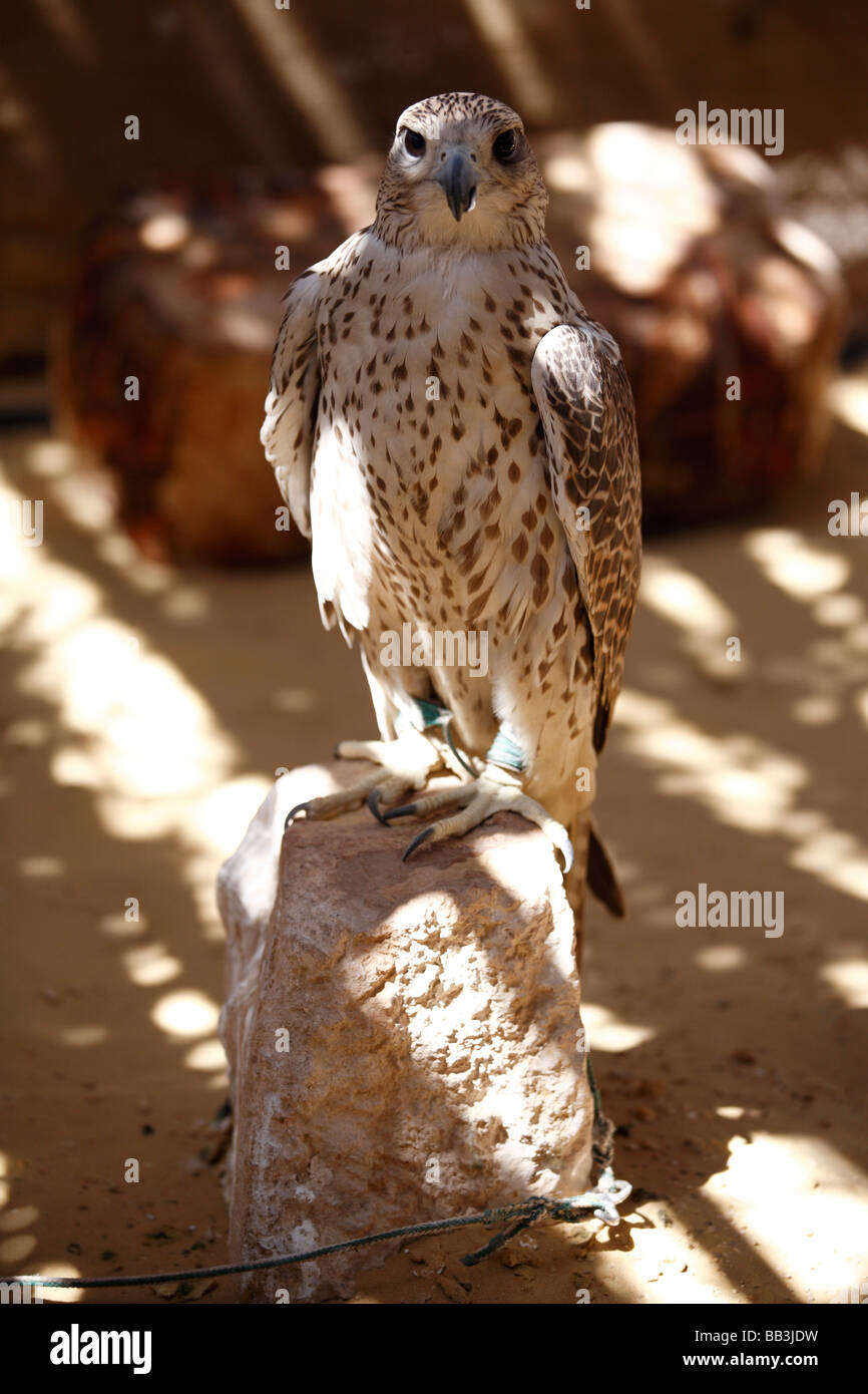 Portrait of Saker Falcon Stock Photo - Alamy