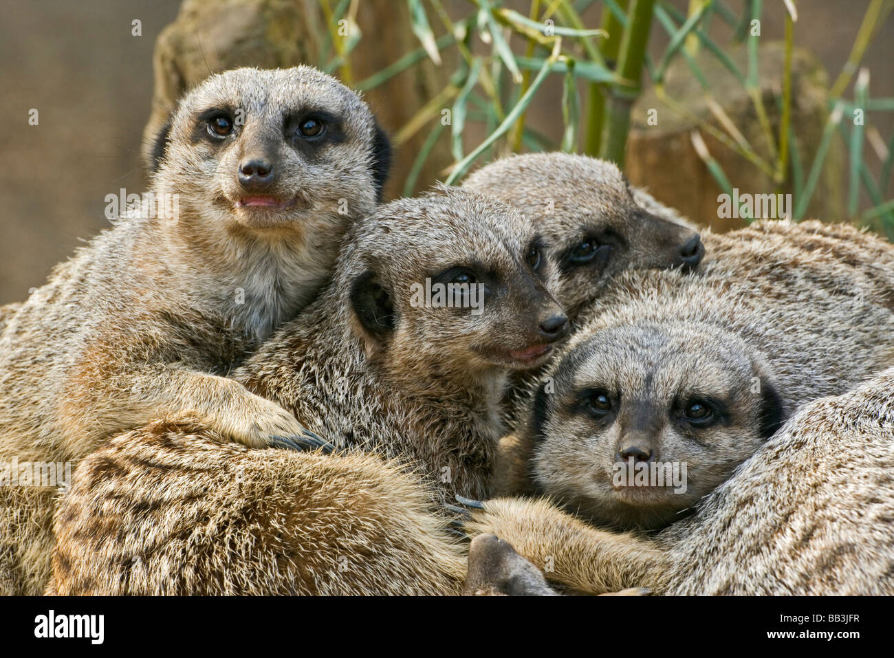 Meerkat group hug hi-res stock photography and images - Alamy