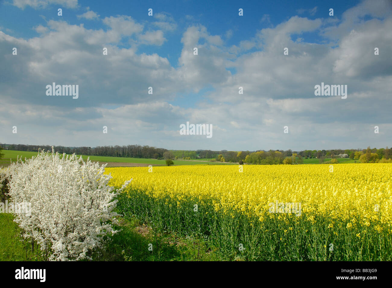 British spring colours Stock Photo - Alamy