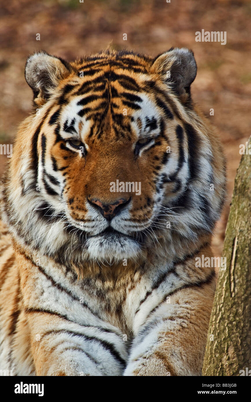 Bengal Tiger; Panthera tigris, Louisville Zoo, Louisville, Kentucky ...