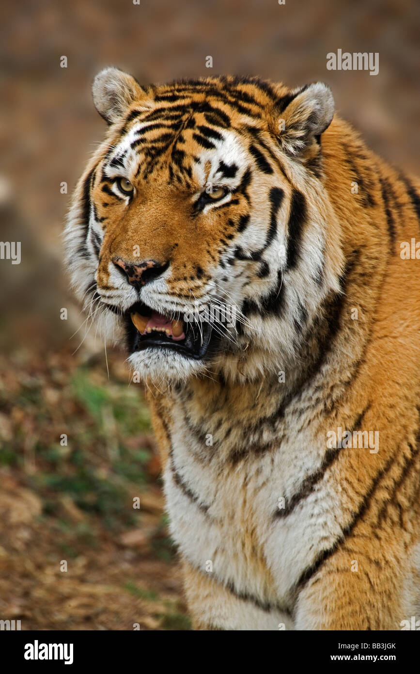 Bengal Tiger; Panthera tigris, Louisville Zoo, Louisville, Kentucky ...
