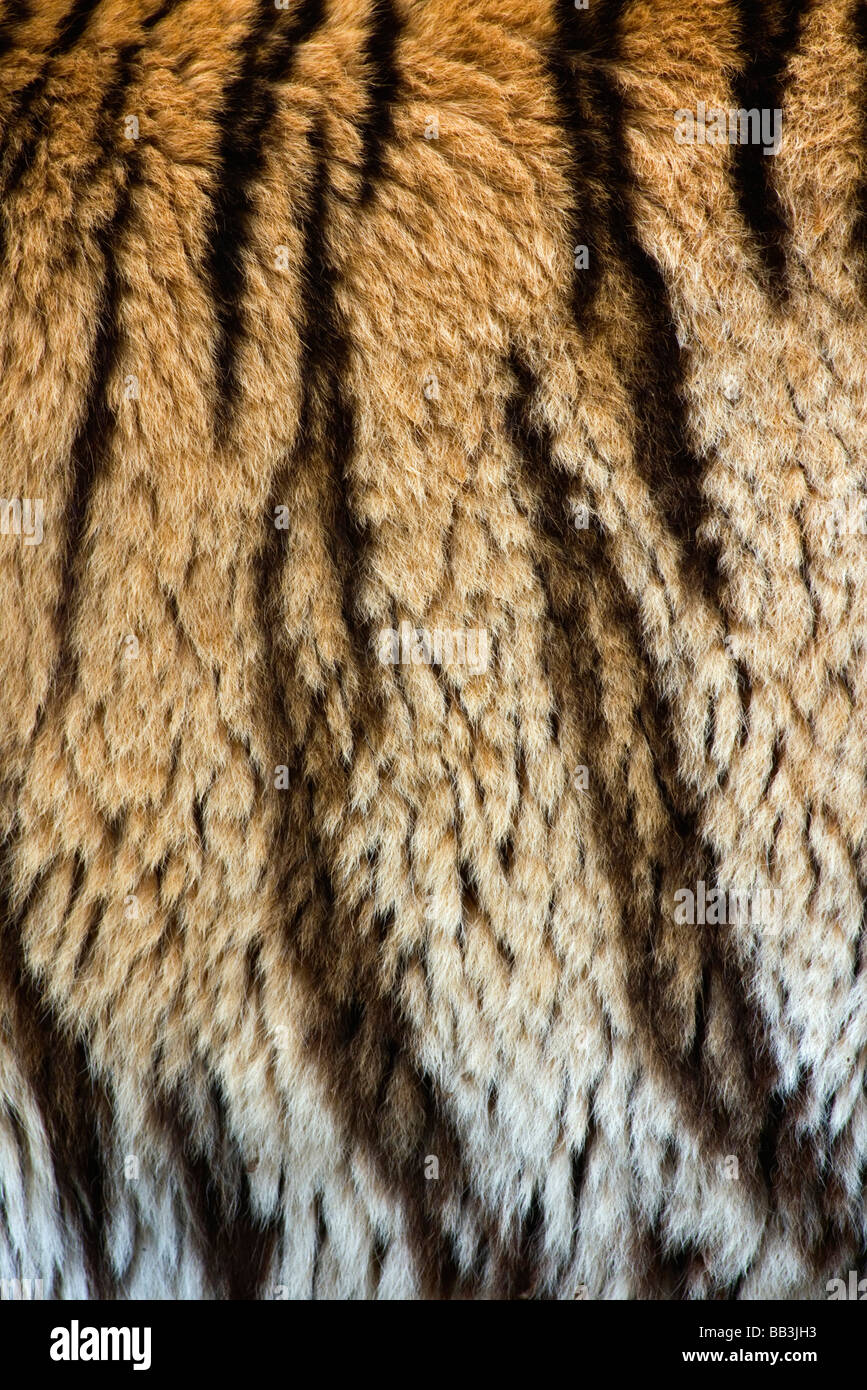 Bengal Tiger stripe pattern, Panthera tigris, Louisville Zoo ...