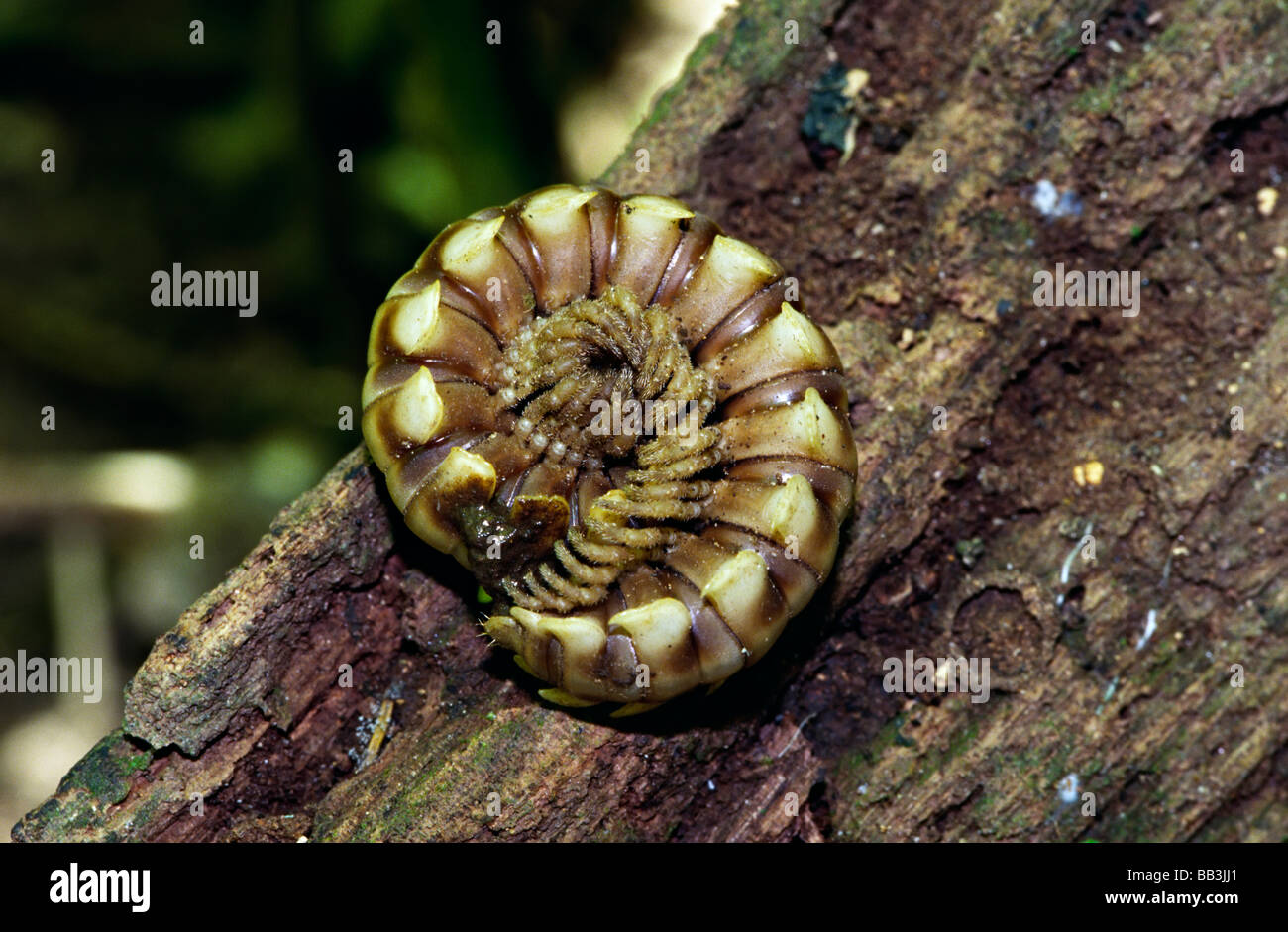 Central America, Costa Rica, Selva Verde. Armored Centipede in a ...