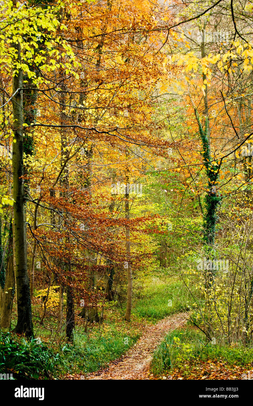 Pathway through woods hi-res stock photography and images - Alamy