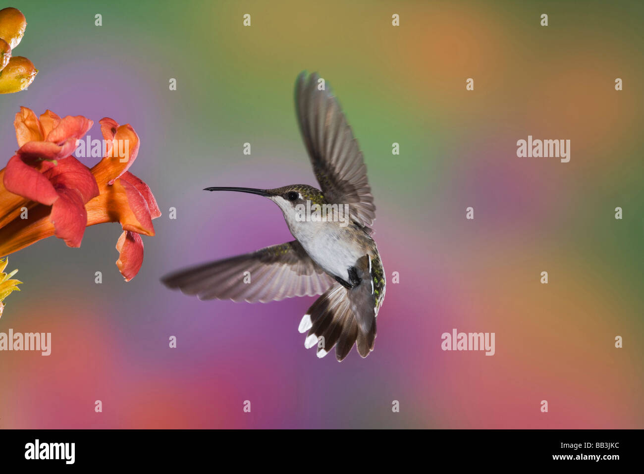Female Ruby Throated Hummingbird in flight, Archilochus colubris ...