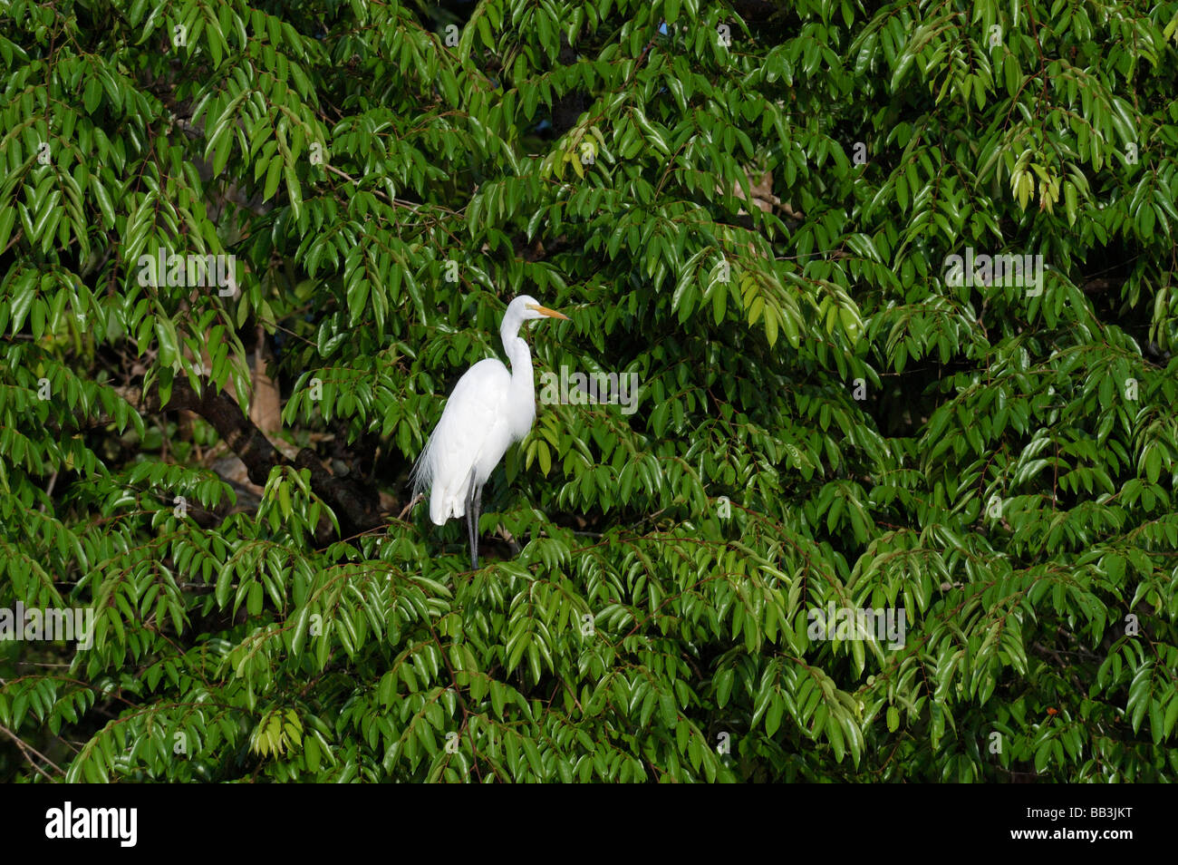 Great Egret, Tortuguero National Park, Costa Rica Stock Photo - Alamy