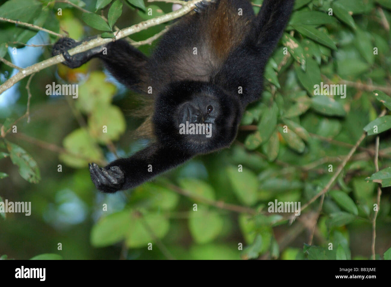 Mantled Howler Monkey, Tortuguero National Park, Costa Rica Stock Photo ...