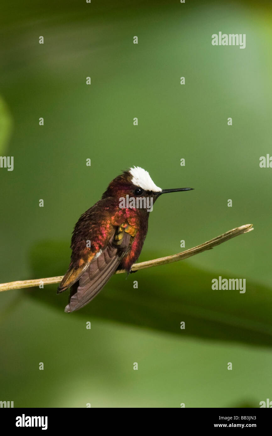Snowcap Hummingbird, Cordillera Talamanca, Costa Rica Stock Photo - Alamy