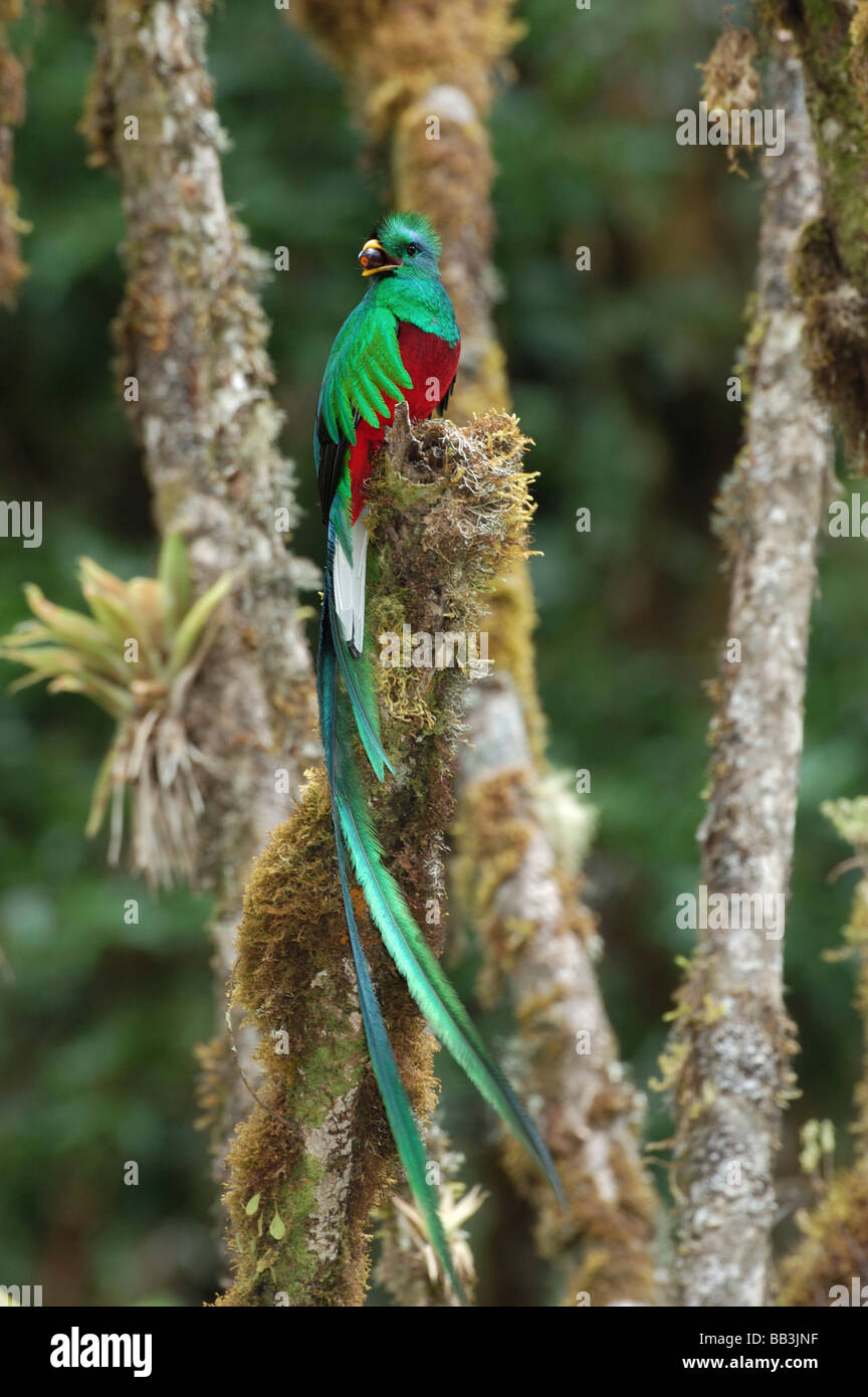 Quetzal nest hi-res stock photography and images - Alamy