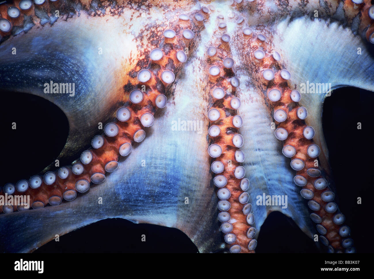 Underside octopus hi-res stock photography and images - Alamy