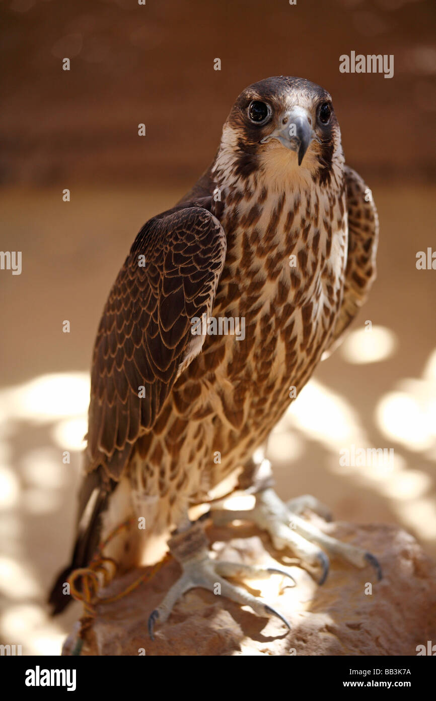 Asian falcon hi-res stock photography and images - Alamy
