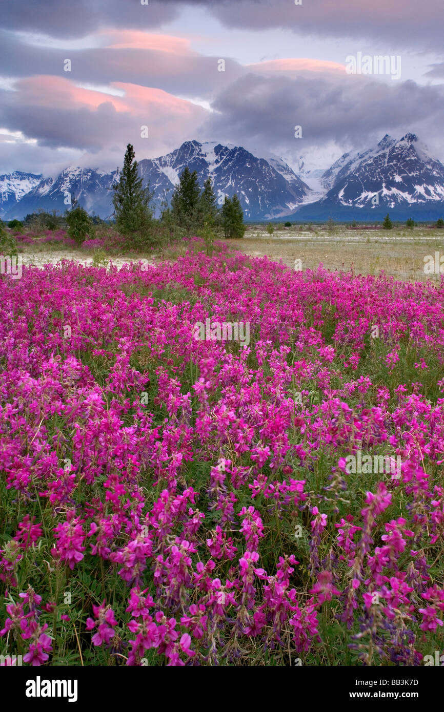 Alsek valley hi-res stock photography and images - Alamy