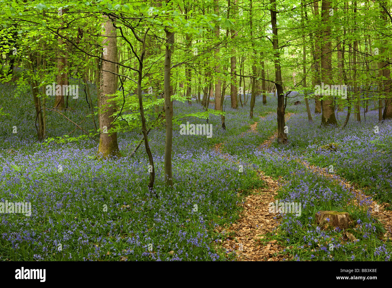 Blakeney forest of dean hi-res stock photography and images - Alamy