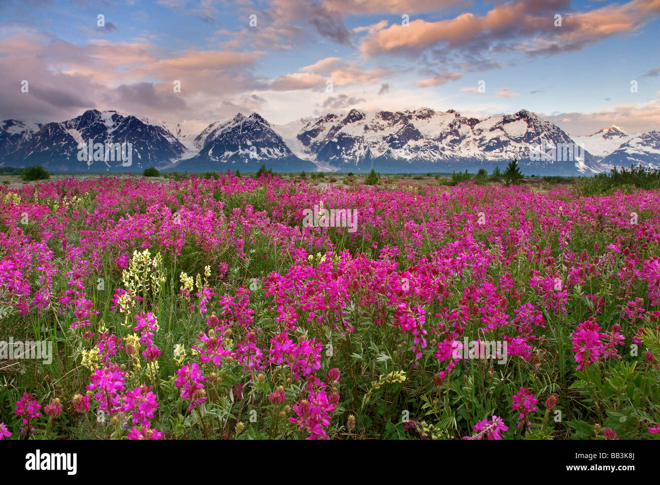 Alsek valley hi-res stock photography and images - Alamy
