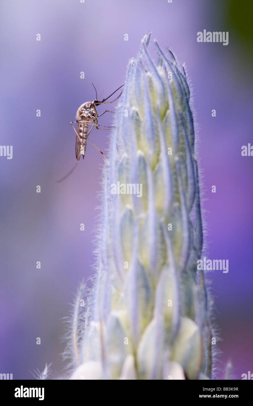 Mosquito insect alaska hi-res stock photography and images - Alamy