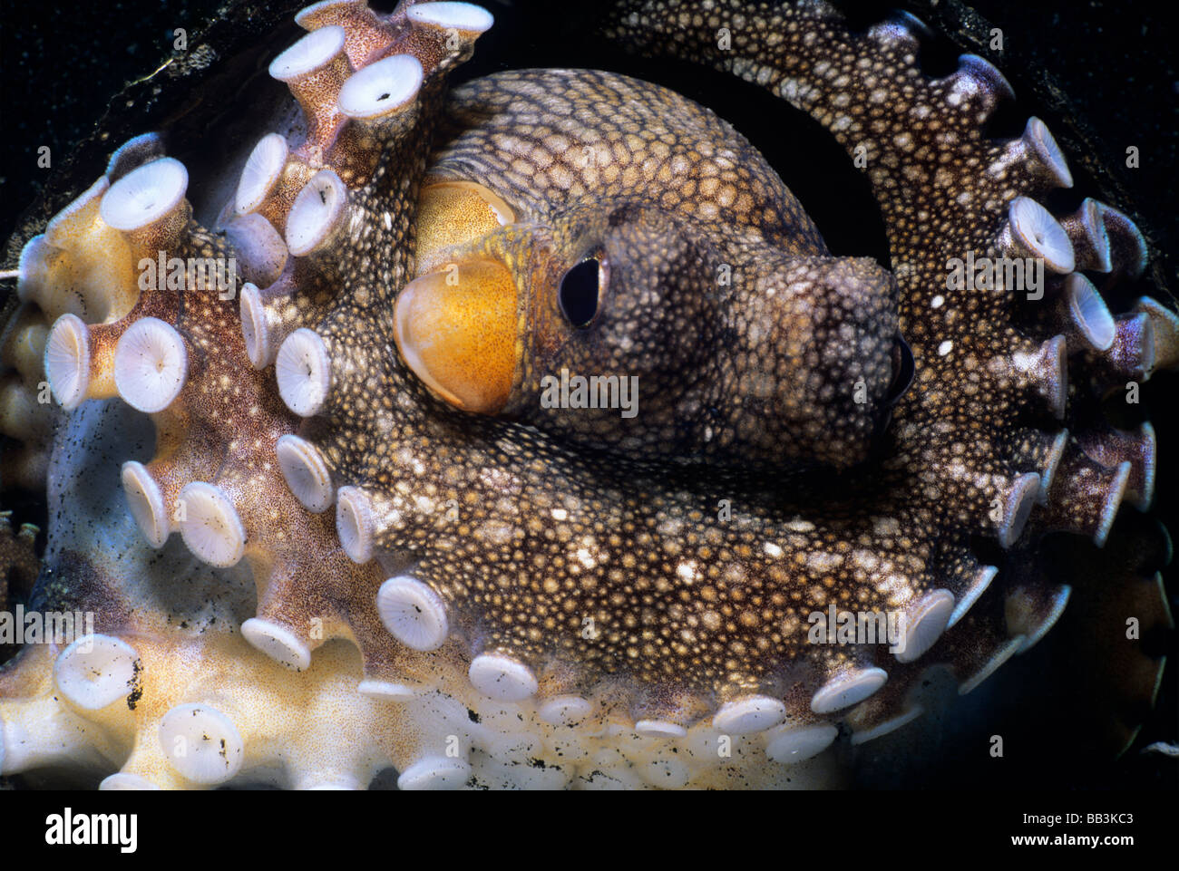 Lembeh macro hi-res stock photography and images - Alamy
