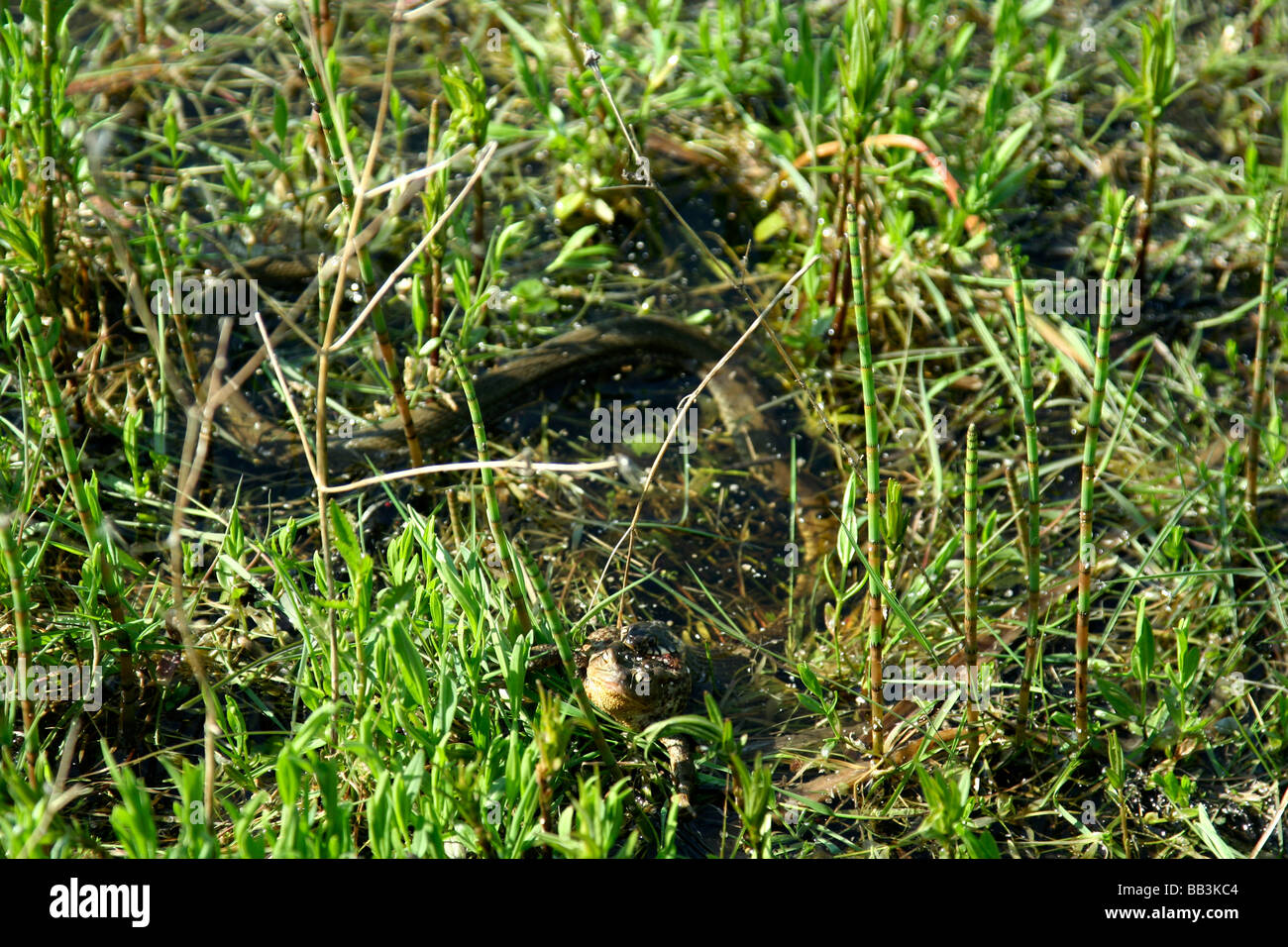 Grass snake eating toad in Topilo lake Bialowieza National Park Poland ...