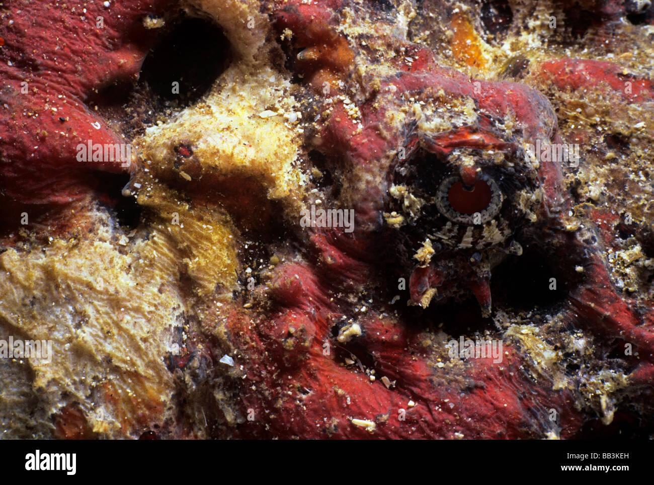 Reef Stonefish Synanceja verrucosa skin and eye Lembeh Strait Celebes ...