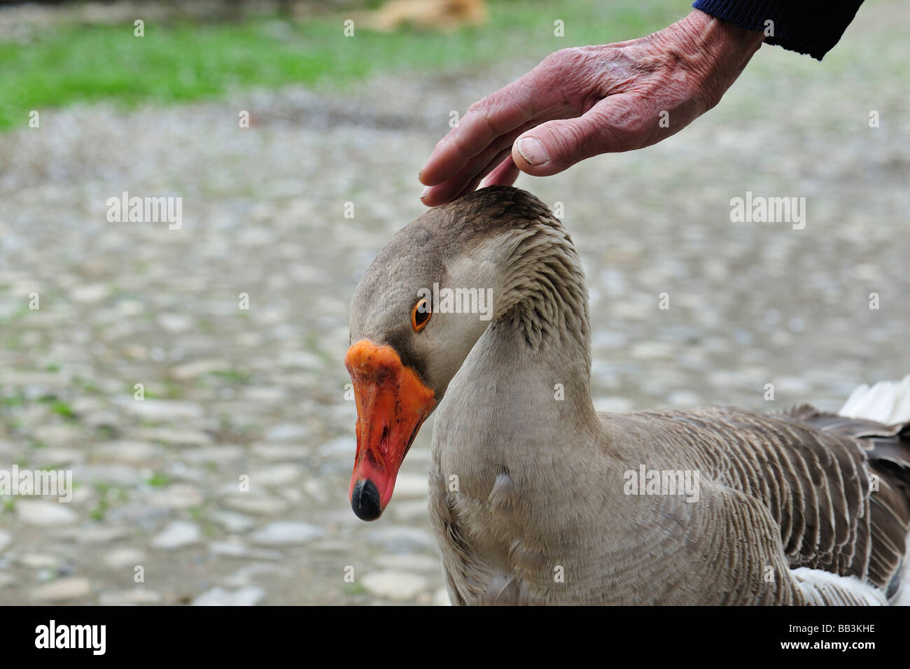 A friendly goose Stock Photo - Alamy