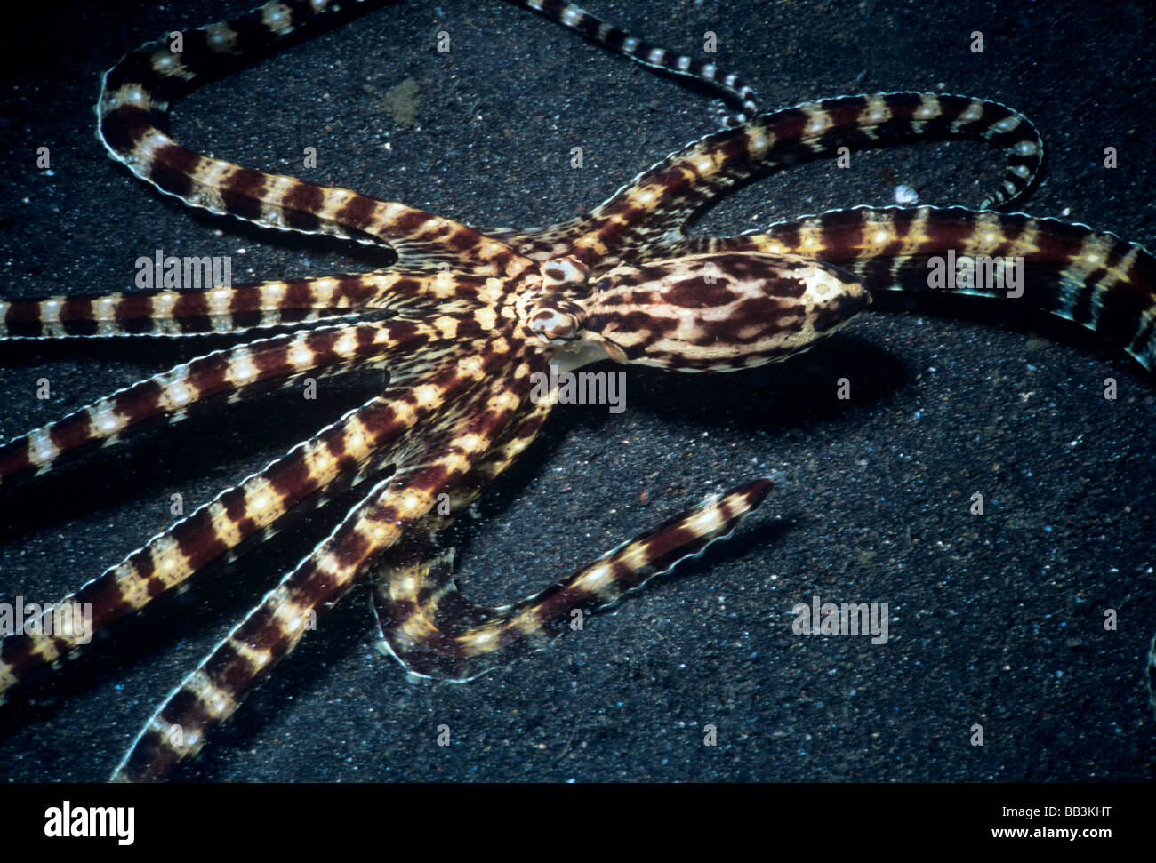 Wunderpus Octopus Octopodidae sp Lembeh Strait Celebes Sea Sulawesi ...