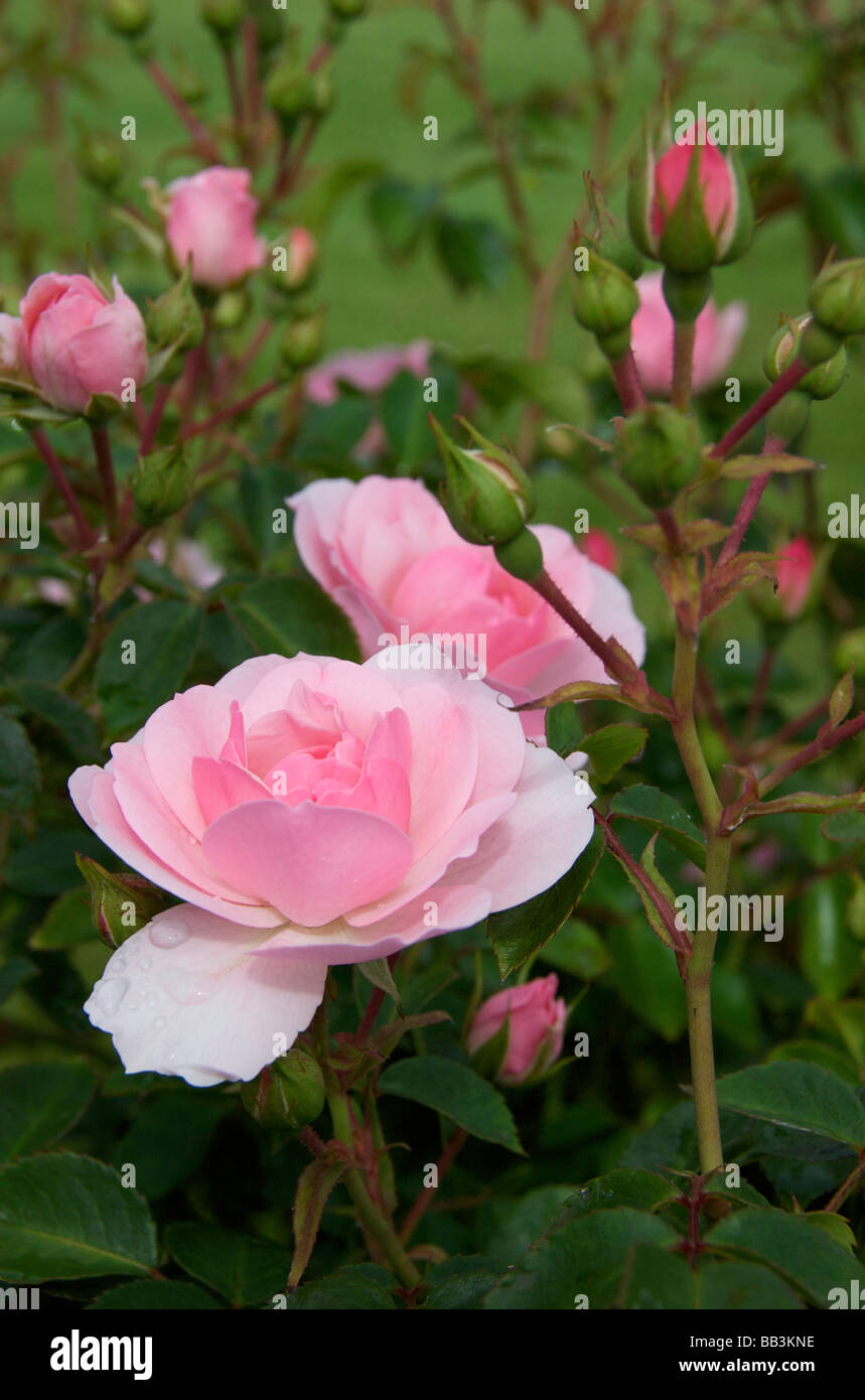 USA, New England, Maine, Ogunquit, pink roses Stock Photo - Alamy