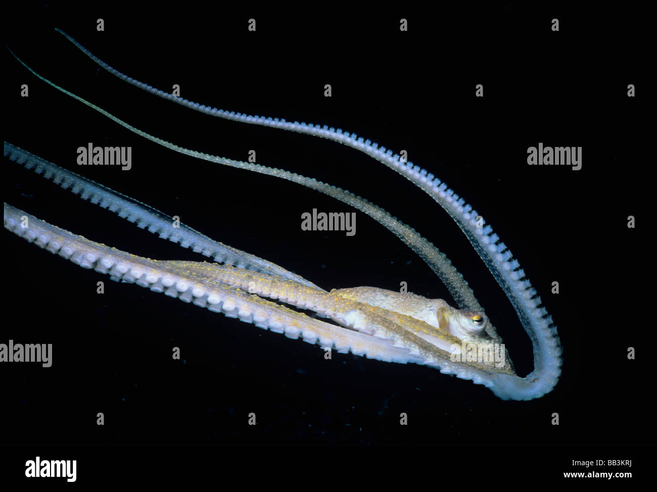 Mimic Octopus Thaumoctopus mimicus mimicing flounder Lembeh Strait ...