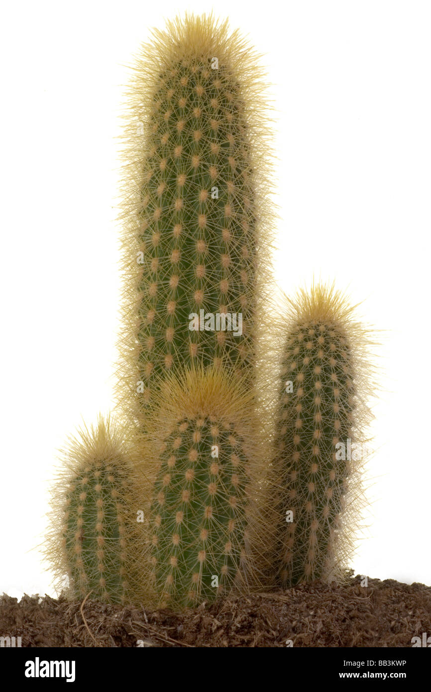 Weberbauerocereus hi-res stock photography and images - Alamy