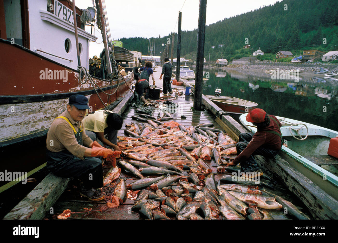 North America, USA, Alaska, Hoonah. Native fishermen with salmon catch ...