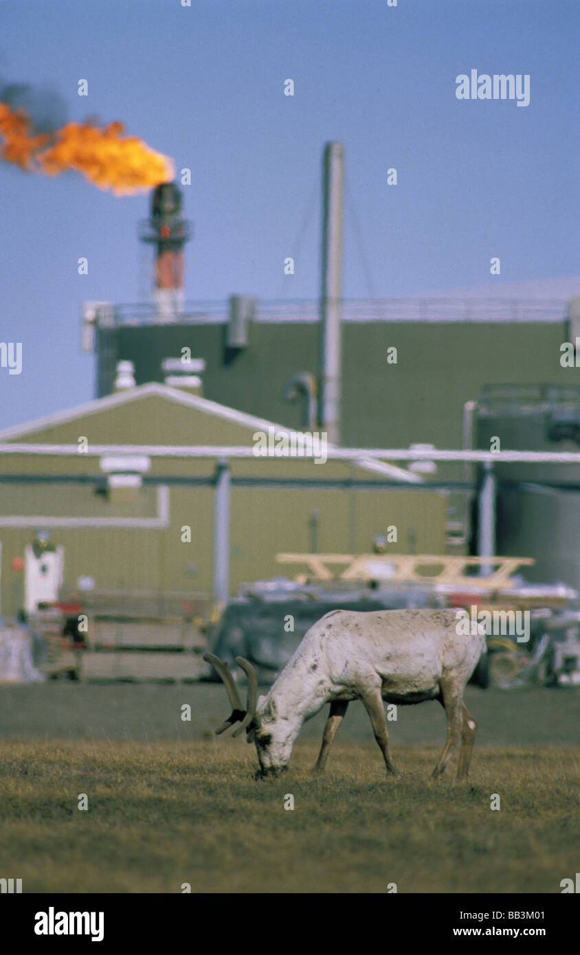 Alaska oil pipeline caribou hi-res stock photography and images - Alamy