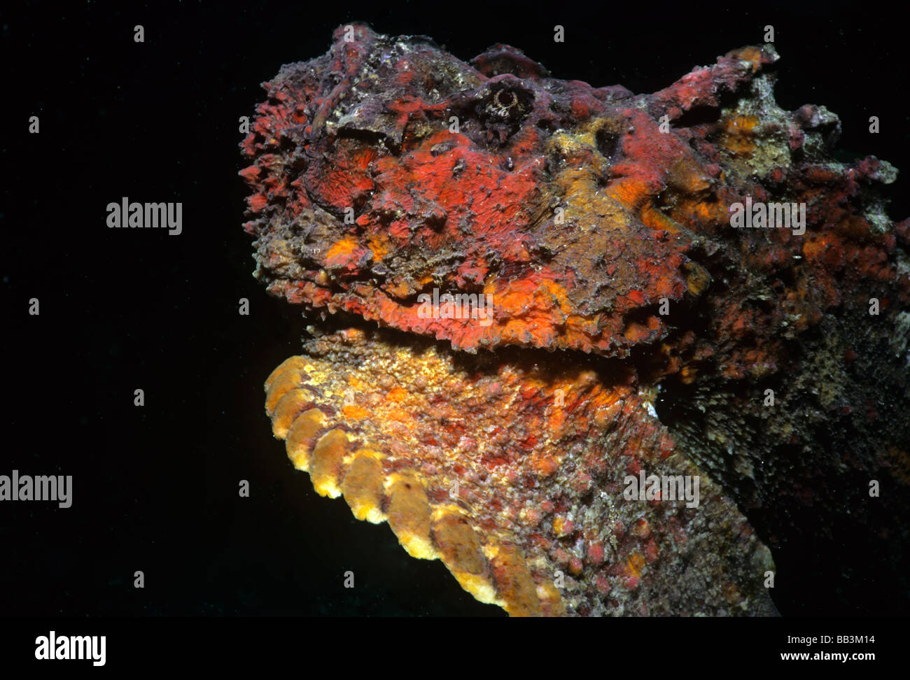 Stonefish hi-res stock photography and images - Alamy